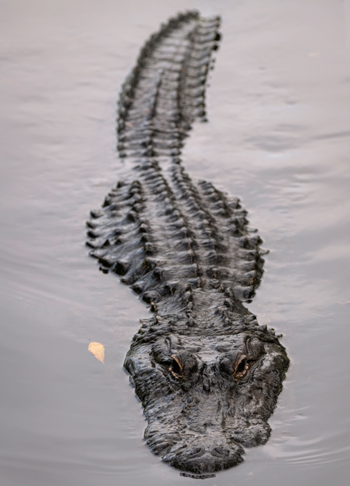 Lake and Pond Animals: Poultry Predators - Backyard Poultry